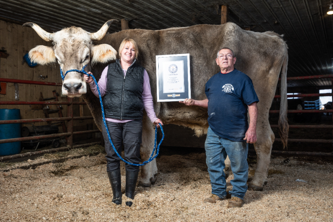 Gigantic bovine breaks moognificent record for tallest living steer ...