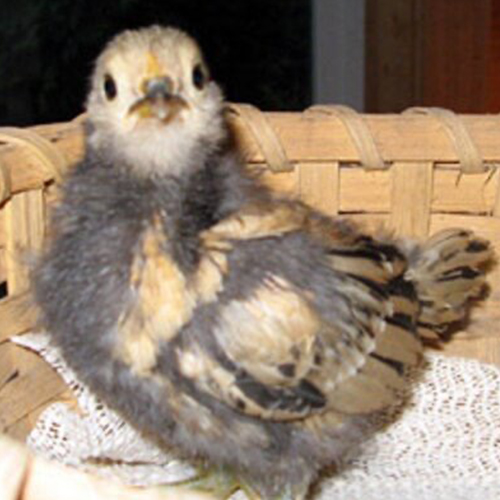 World's oldest chicken, Peanut, dies aged 21 | Guinness World Records