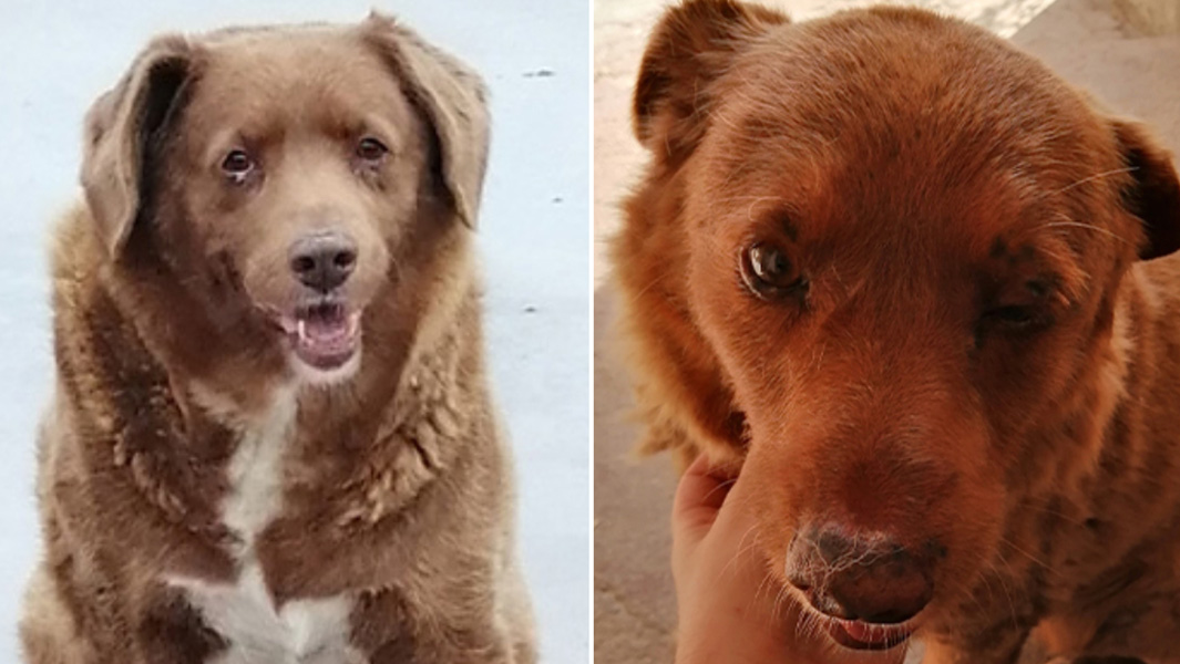 Guinness World Records concludes oldest dog ever review launched after ...