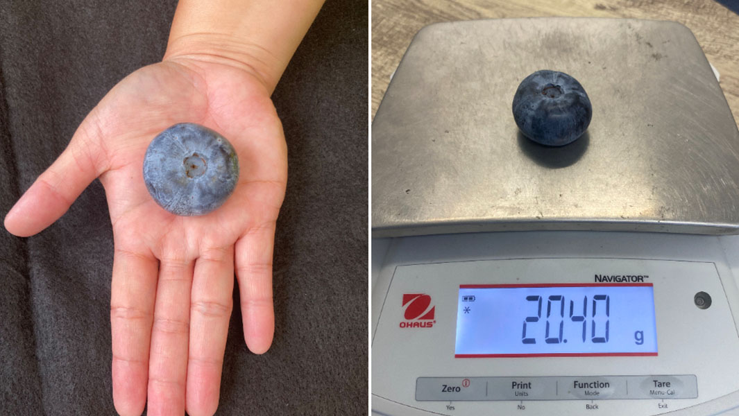 Behemoth blueberry grown in Australia verified as heaviest ever