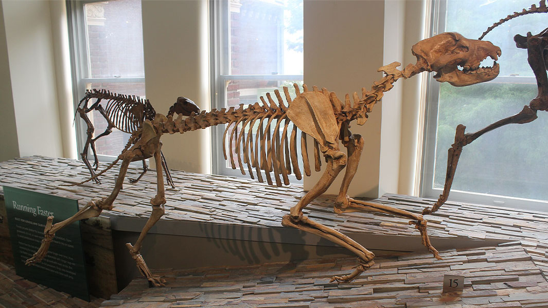 Ancient eight-foot long “bone-crushing” dog was the largest ever