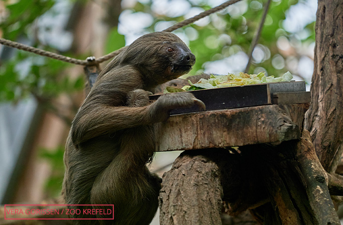 Oldest sloth ever has more than doubled his life expectancy and ...