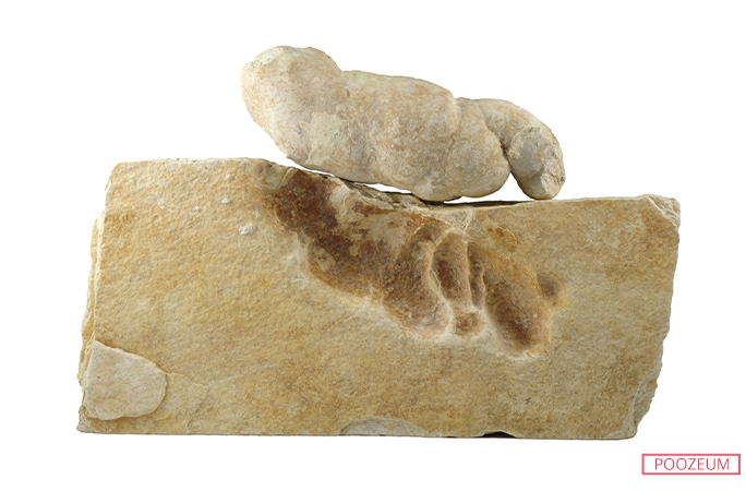 Welcome to the Poozeum: Coprolite collector quits job to open museum of ...