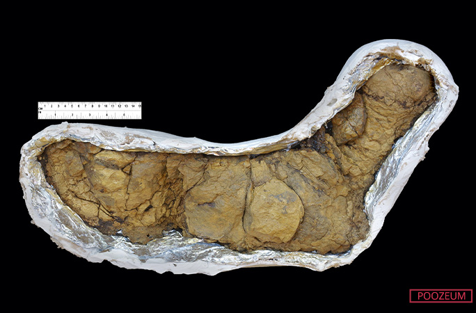 Welcome to the Poozeum: Coprolite collector quits job to open museum of ...