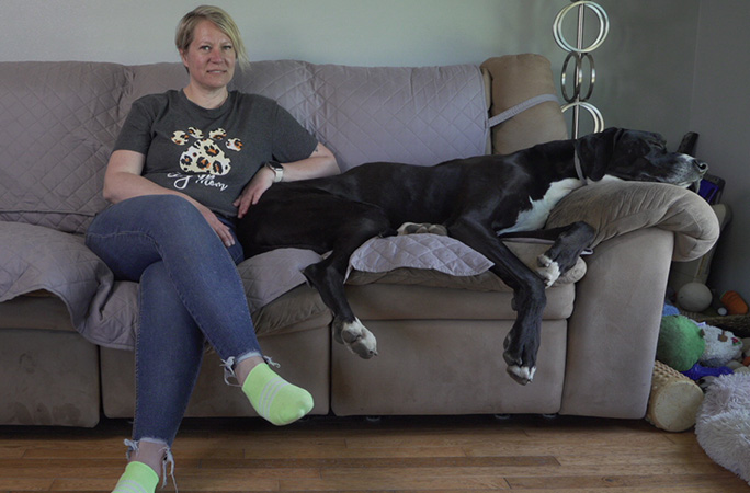 Kevin the Great Dane verified as tallest living dog: "He's a gentle ...