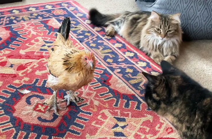 World's oldest chicken, Peanut, dies aged 21 | Guinness World Records