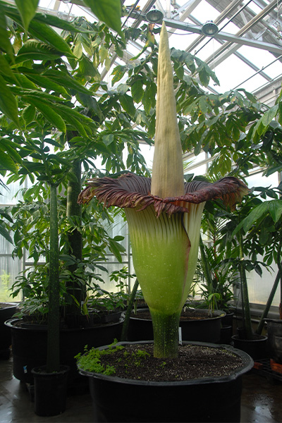 How to recreate stench of world's smelliest plant - if for some reason ...