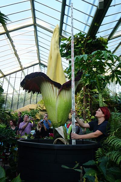 How to recreate stench of world's smelliest plant - if for some reason ...