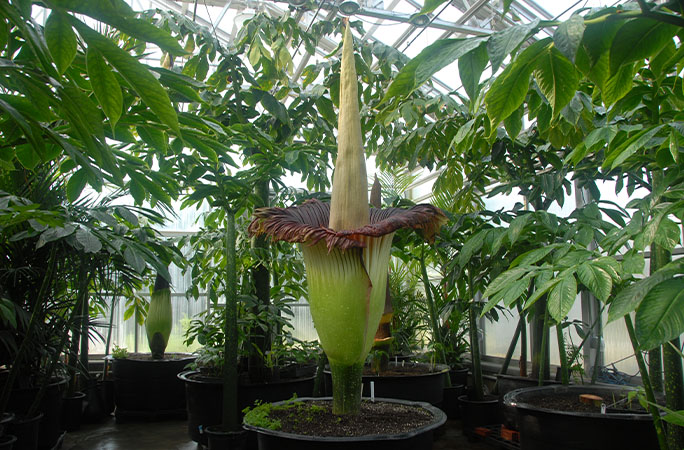 How to recreate stench of world's smelliest plant - if for some reason ...