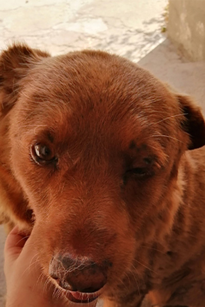 Guinness World Records concludes oldest dog ever review launched after ...