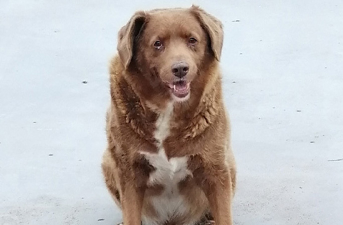 Guinness World Records concludes oldest dog ever review launched after ...