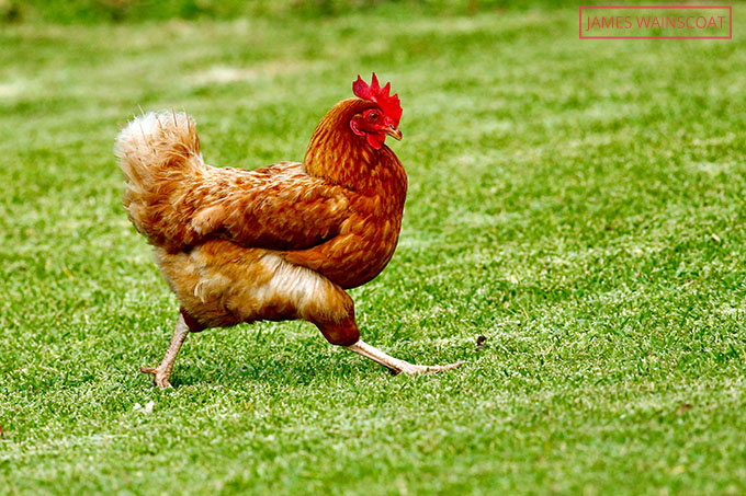 The unbelievable tale of the chicken that lived headless for over a ...