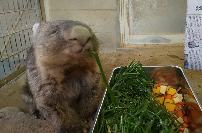 Oldest wombat ever, Wain, is now 34 years old | Guinness World Records