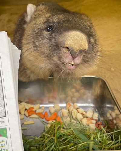 Oldest wombat ever, Wain, is now 34 years old | Guinness World Records