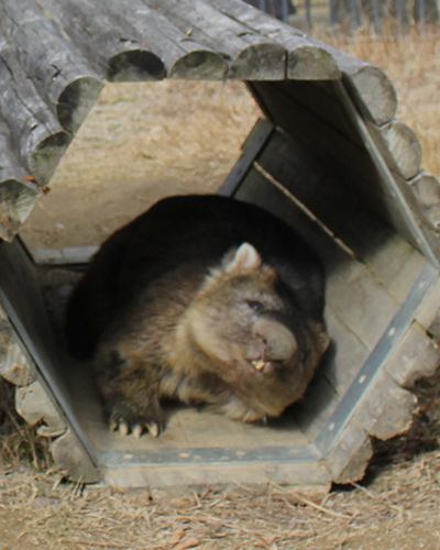 Oldest wombat ever, Wain, is now 34 years old | Guinness World Records