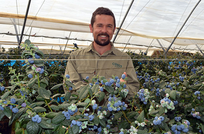Behemoth blueberry grown in Australia verified as heaviest ever ...