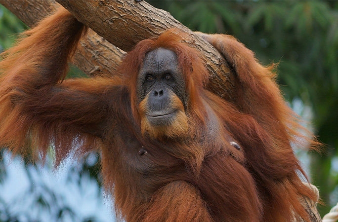 World’s oldest orangutan Bella celebrates 63rd birthday | Guinness ...