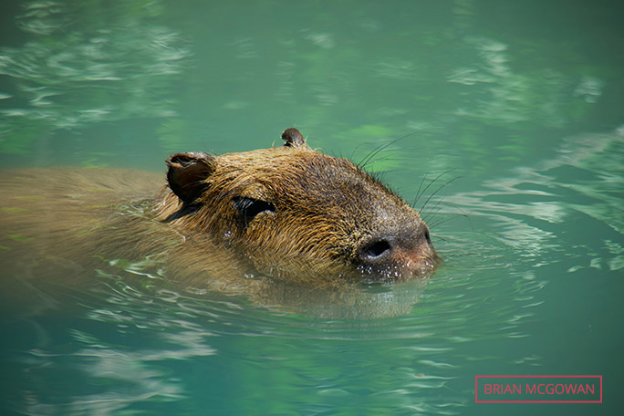 The world of capybaras: the giant rodent that weighs as much as a full-grown wolf | Guinness ...