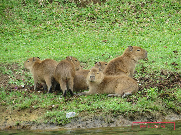 The world of capybaras: the giant rodent that weighs as much as a full ...