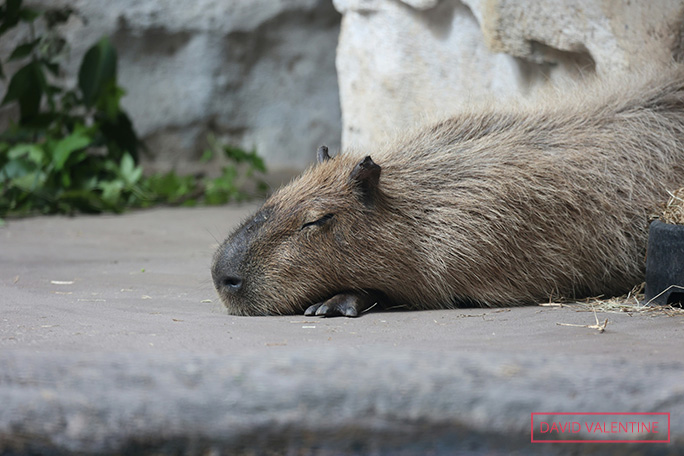 The world of capybaras: the giant rodent that weighs as much as a full-grown wolf | Guinness ...
