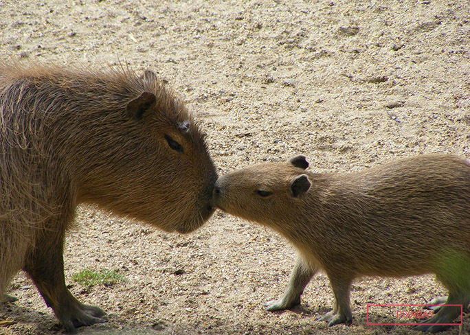 The world of capybaras: the giant rodent that weighs as much as a full-grown wolf | Guinness ...