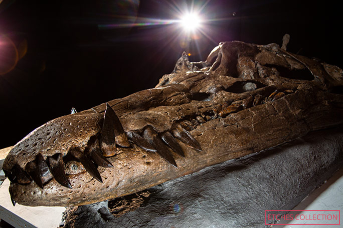 'Sea monster' unearthed on UK coast one of the best-preserved of its ...