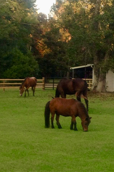 Stunning Sweetie's almost 6-foot-long tail is longest on a miniature ...