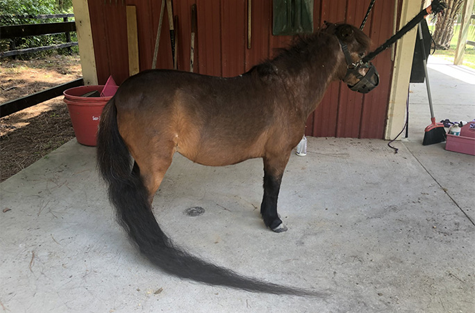 Stunning Sweetie's almost 6-foot-long tail is longest on a miniature ...