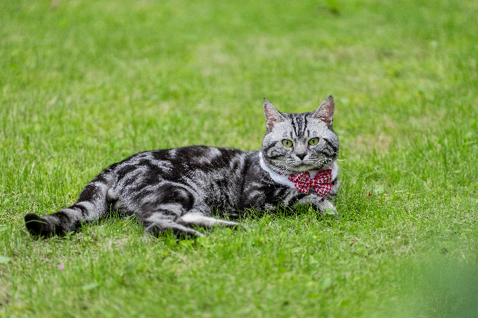 Meet Bao Zi: the skateboarding cat who slid into the record books in ...