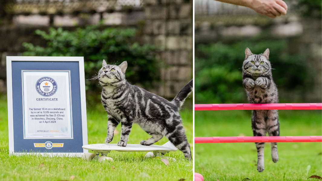 Meet Bao Zi: the skateboarding cat who slid into the record books in ...