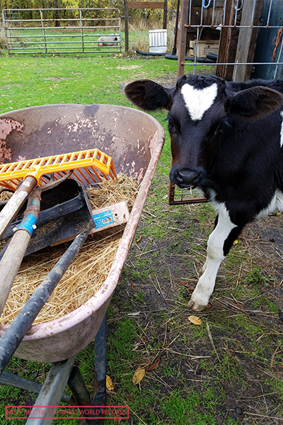 Tallest steer Romeo grows to record height years after being rescued ...