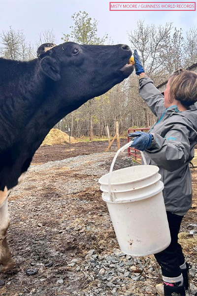 Tallest steer Romeo grows to record height years after being rescued ...