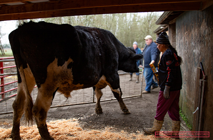 Tallest steer Romeo grows to record height years after being rescued ...