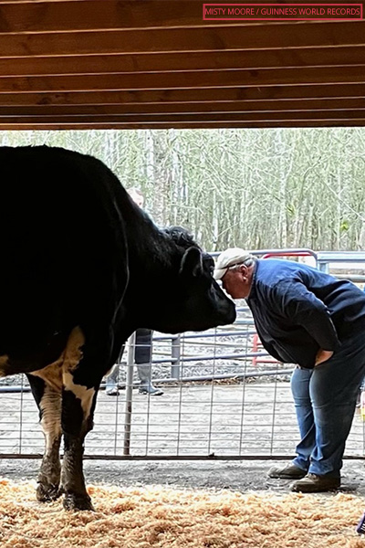 Tallest steer Romeo grows to record height years after being rescued ...