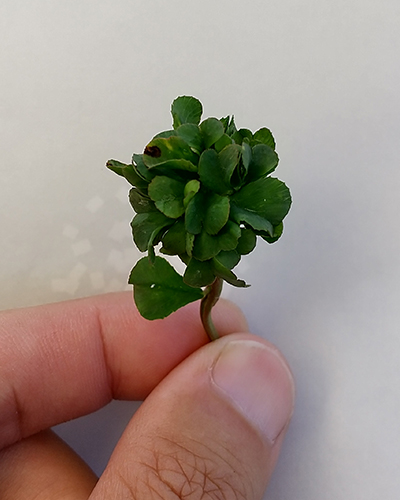 Record-breaking 63-leaf clover grown by Japanese man | Guinness World ...