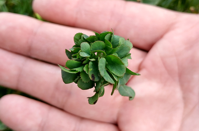 Record-breaking 63-leaf clover grown by Japanese man | Guinness World ...