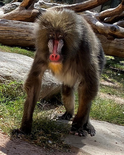 37-year-old mandrill from USA verified as oldest in the world ...