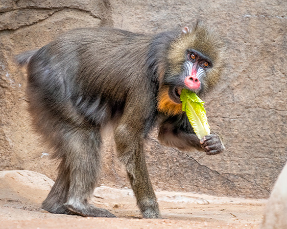 37-year-old mandrill from USA verified as oldest in the world ...