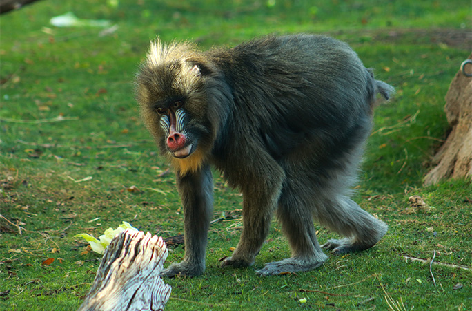 37-year-old mandrill from USA verified as oldest in the world ...