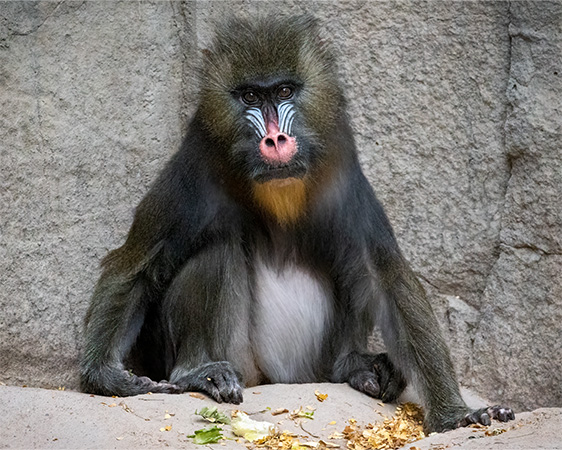 37-year-old mandrill from USA verified as oldest in the world ...