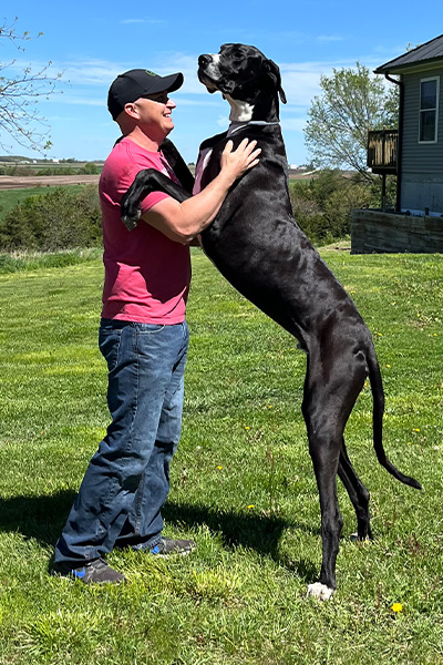 Kevin the Great Dane verified as tallest living dog: "He's a gentle ...