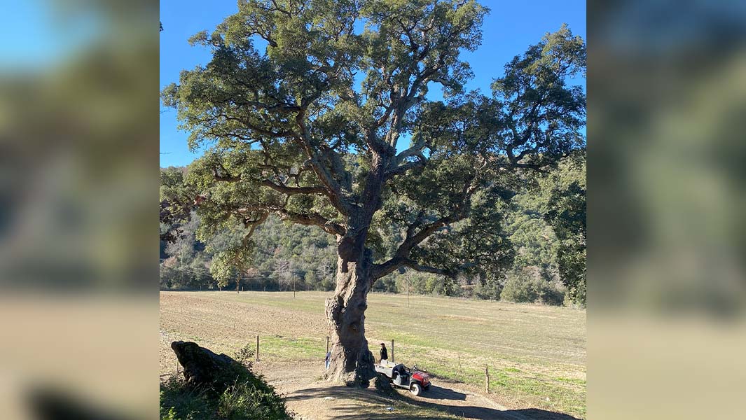 Home | Guinness World Records