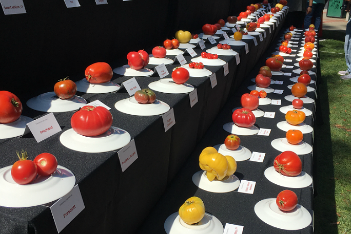 World Tomato Society Foundation sets variety record at the Heirloom ...