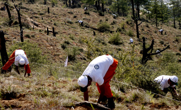 Bhutan sets its first-ever Guinness World Records title with Most trees ...