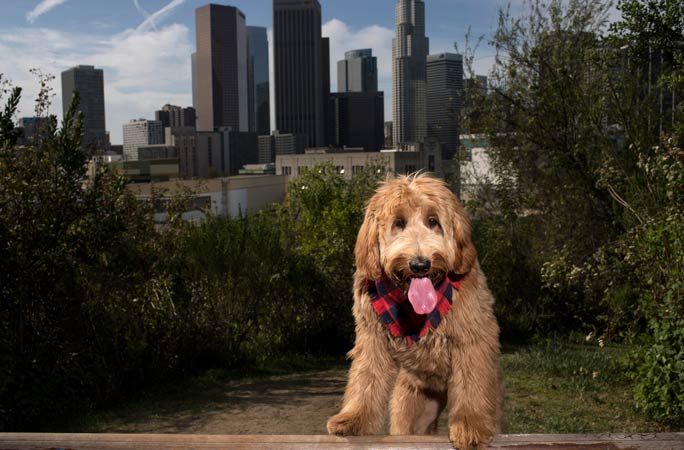 In pictures: More than 100 dogs are photographed for biggest dog photo ...