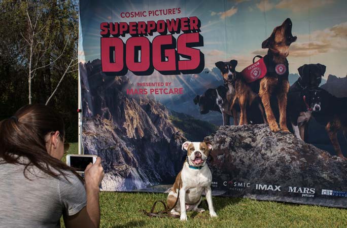 In pictures: More than 100 dogs are photographed for biggest dog photo ...