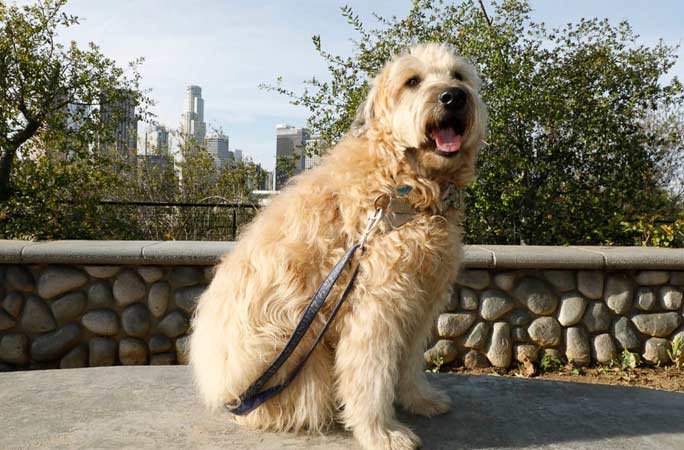 In pictures: More than 100 dogs are photographed for biggest dog photo ...