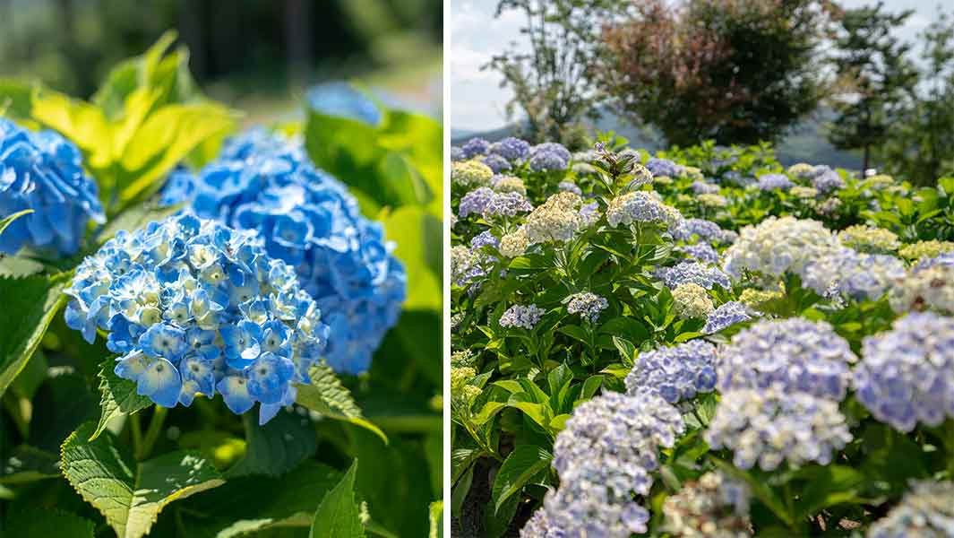 How an act of goodwill has turned into a record-breaking hydrangea park ...