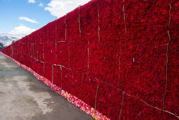 Half a million roses used to recreate pyramid site in huge flower ...