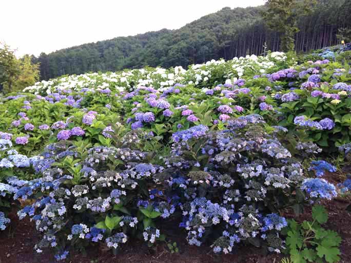 How an act of goodwill has turned into a record-breaking hydrangea park ...